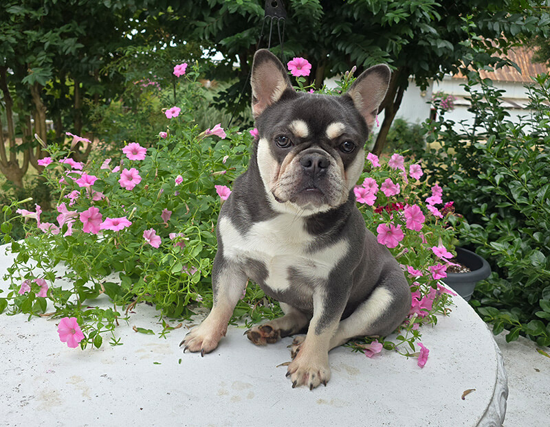 Home - Furry Tailed Friends